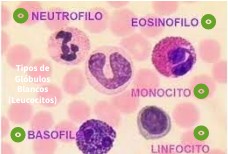 TIPOS DE GLÓBULOS ROJOS | Genially