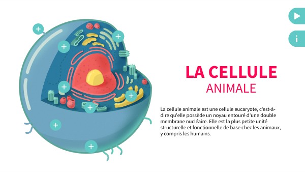 La cellule animale et les gènes du développement | Genially