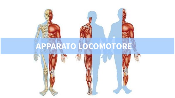 apparato locomotore | Genially