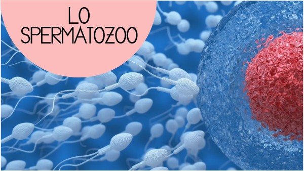 LO SPERMATOZOO | Genially