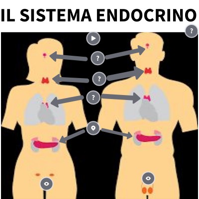 IL SISTEMA ENDOCRINO | Genially