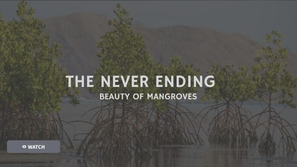 MANGROVES PRESENTATION