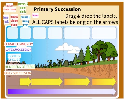Primary Succession