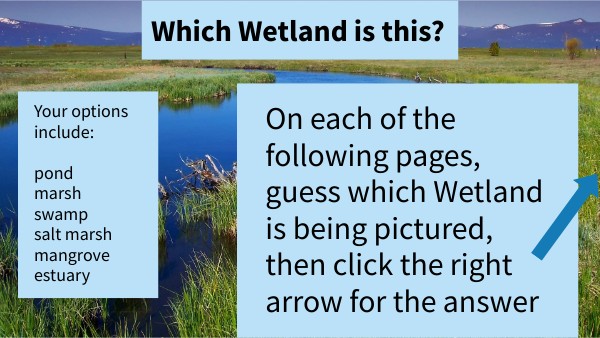 Types of Wetlands Practice | Genially