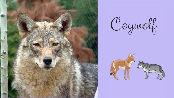 Coywolf