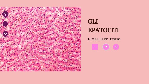 CELLULA EPATICA Monica Gioanetti