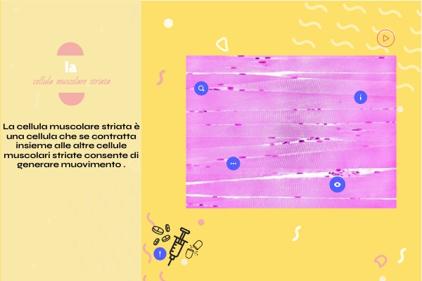 Cellula muscolare striata | Genially