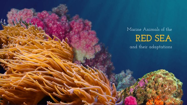 Red Sea Marine Animals- Final Project