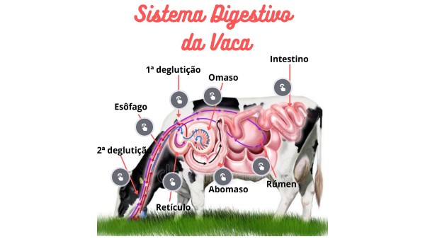 sistema digestivo da vaca | Genially