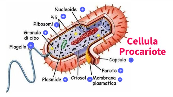 Cellula