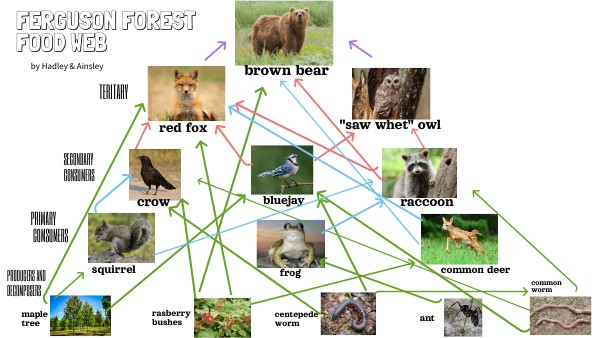 science food web | Genially