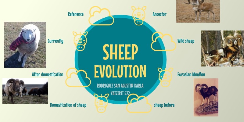 SHEEP EVOLUTION
