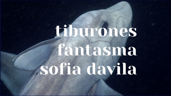 PRESENTACIÓN sofia davila