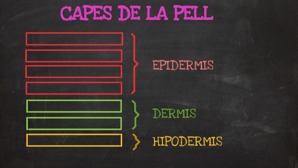 Esquema de la pell
