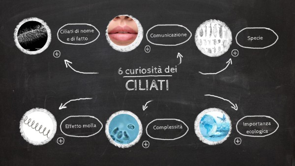 ciliophora curiosity