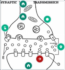 Synaptic Map & Quiz