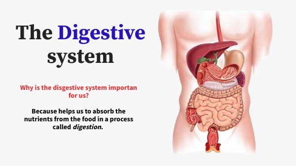 Digestive System | Genially