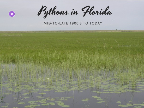 Pythons Everglades Custom