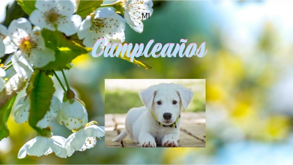 mi cumpleaños | Genially