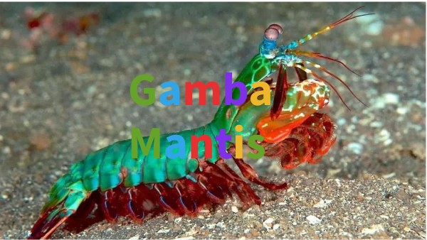 Trabajo gamba mantis