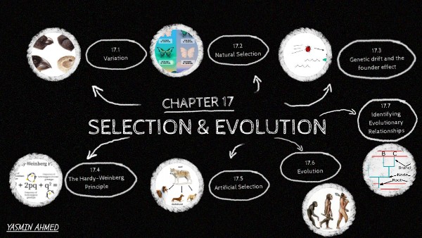 SELECTION&EVOLUTION - ME! | Genially