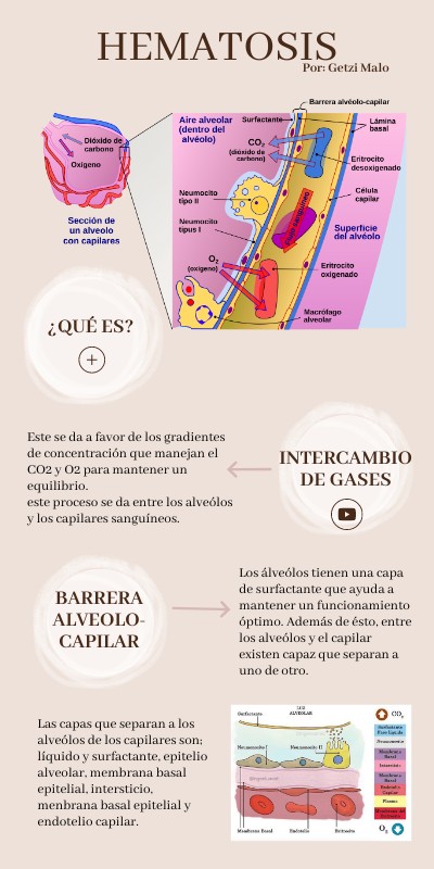 Hematosis | Genially