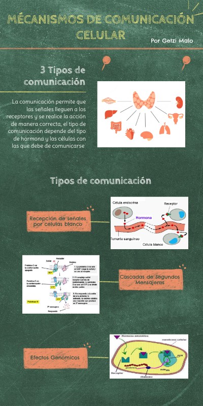 comunicación hormonal | Genially
