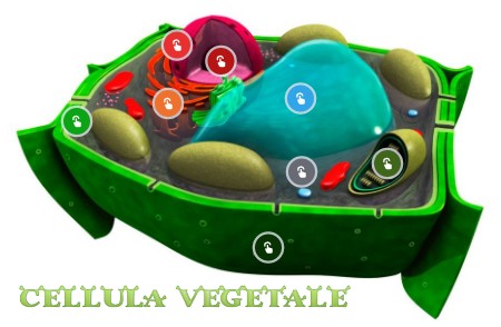 CELLULA VEGETALE | Genially