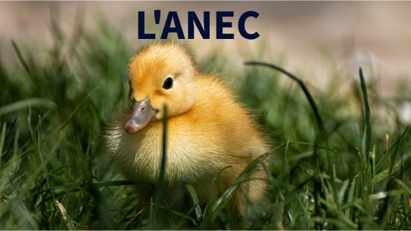 L'ANEC