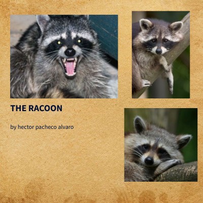 the racoon