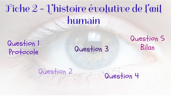 Fiche 2 - L’histoire évolutive de l’œil humain | Genially