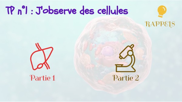 TP1 - Cellules