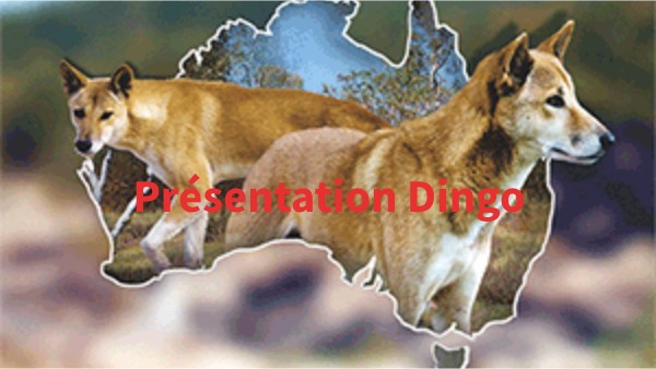 Dingo anglais | Genially