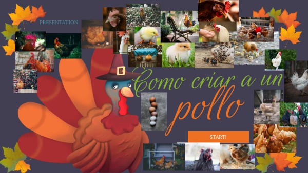 información sobre como criar a un pollo | Genially