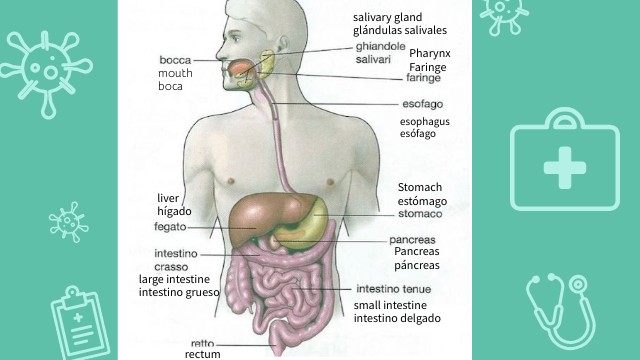 Apparato digerente/digestive system/sistema digestivo | Genially