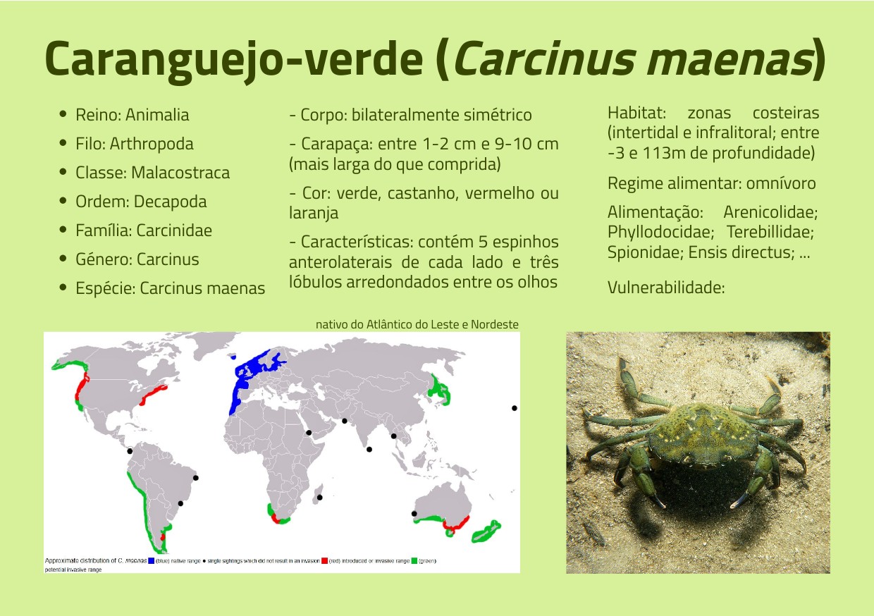Carcinus maenas