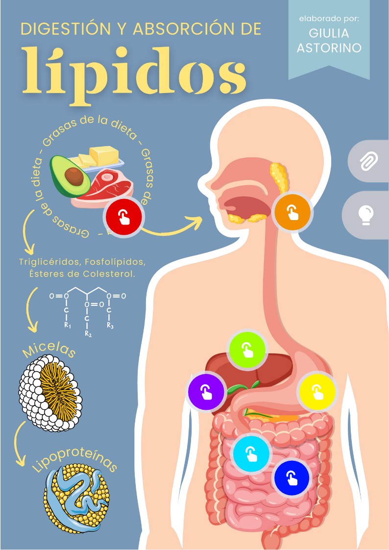 Giulia Astorino - Digestión y Absorción de Lípidos | Genially
