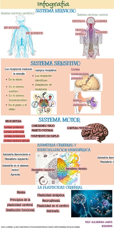 INFOGRAFIA DE SNC | Genially