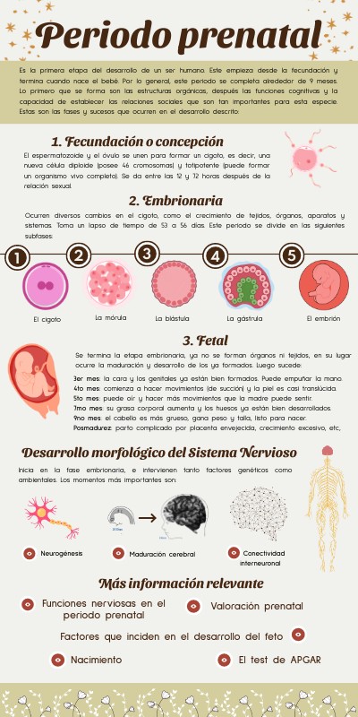 Infografía del Periodo prenatal | Genially