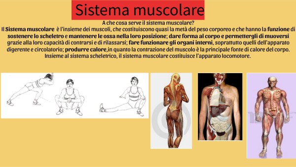 sistema muscolare