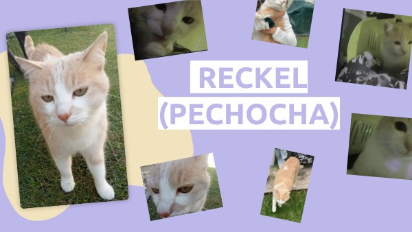 Reckel