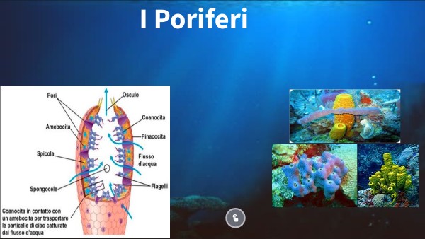 poliferi e celenterati