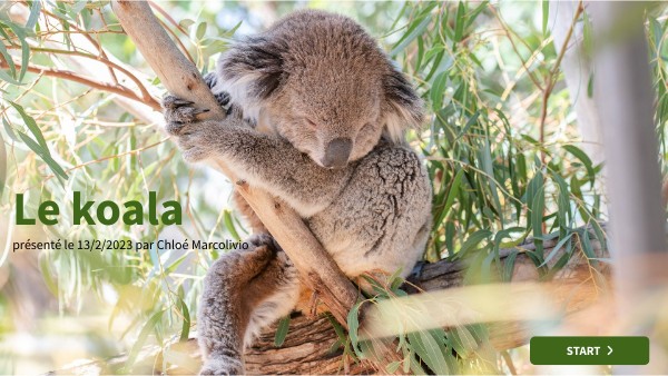 Le koala | Genially