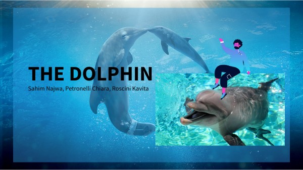 the dolphin | Genially