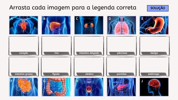 identificar órgãos do corpo humano | Genially