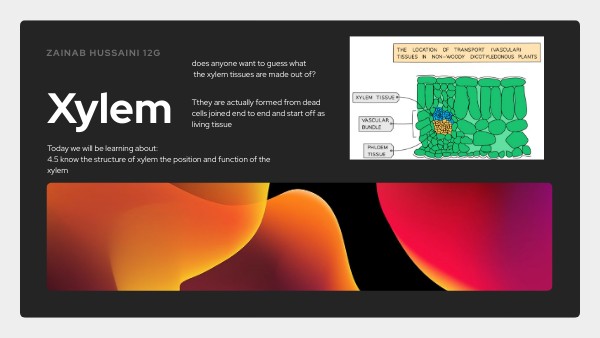 xylem ppt | Genially