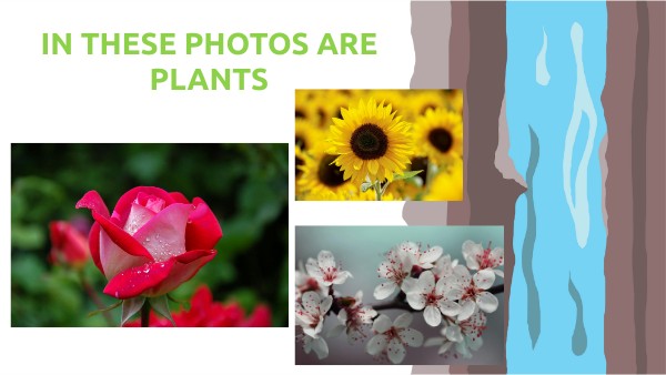 DESCRIPTION OF THE PLANTS