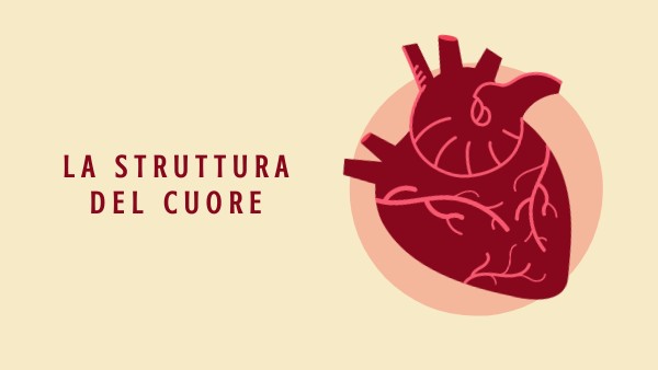Struttura del cuore