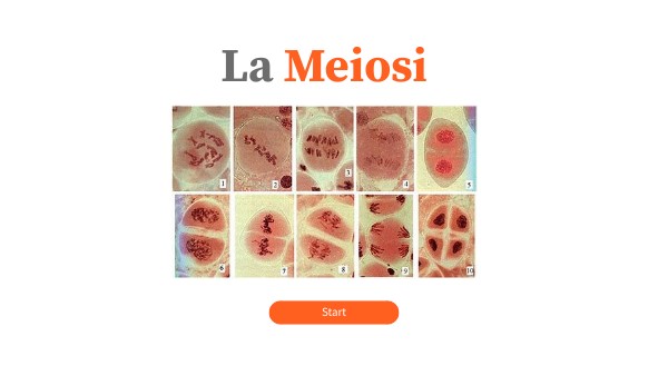 le fasi della meiosi