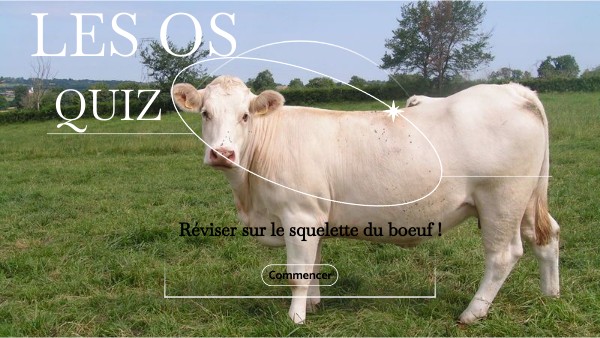 Les os du boeuf | Genially
